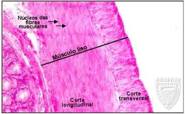 Músculo Liso II - Notícias - Terceiro Tempo